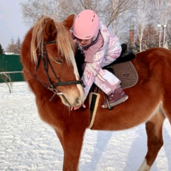 Иконка канала Avocado_86406_horse