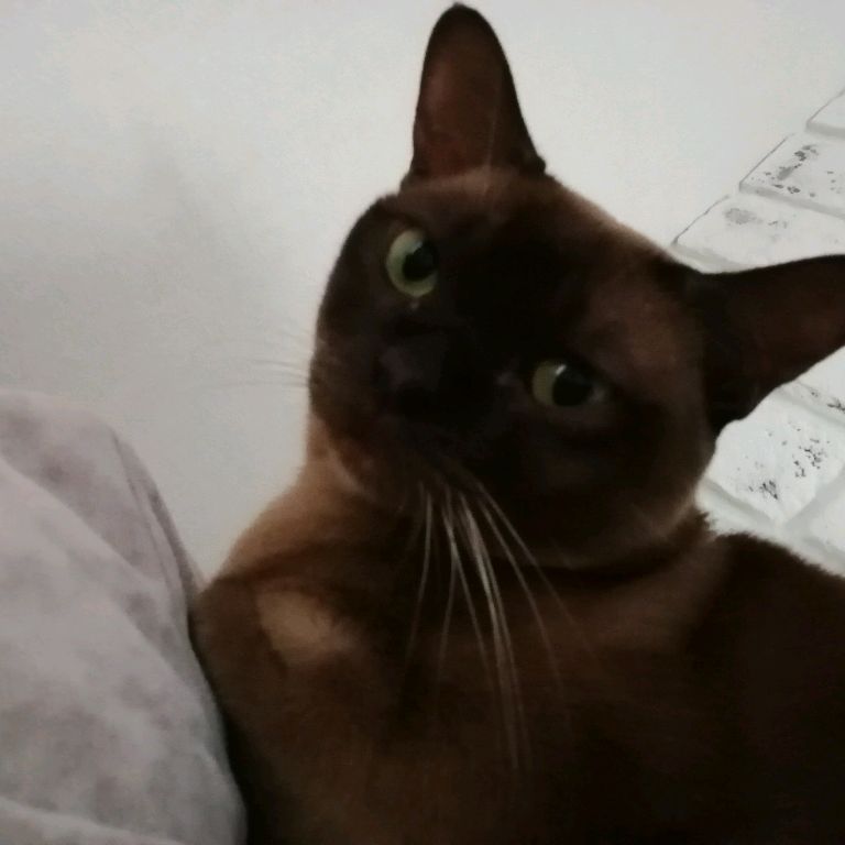 Иконка канала Мир Мии