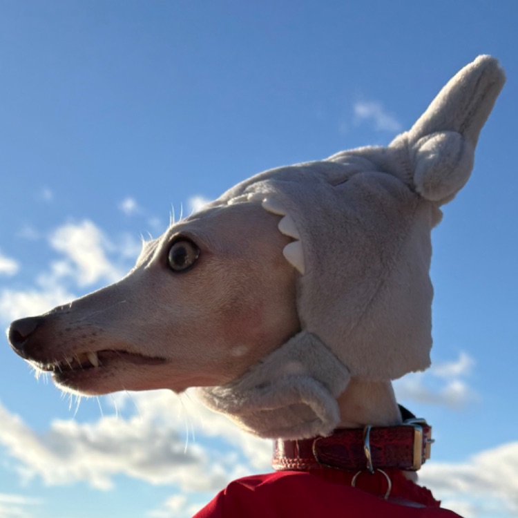 Иконка канала whiteiggy