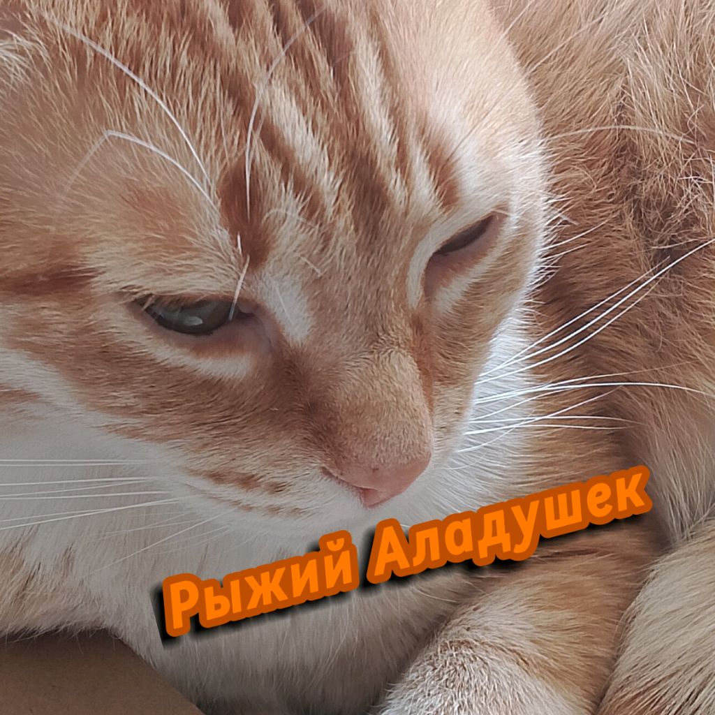 Иконка канала рыжий Аладушек