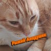 Иконка канала рыжий Аладушек