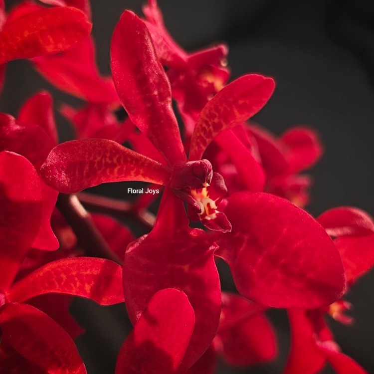 Иконка канала Floral_Joys