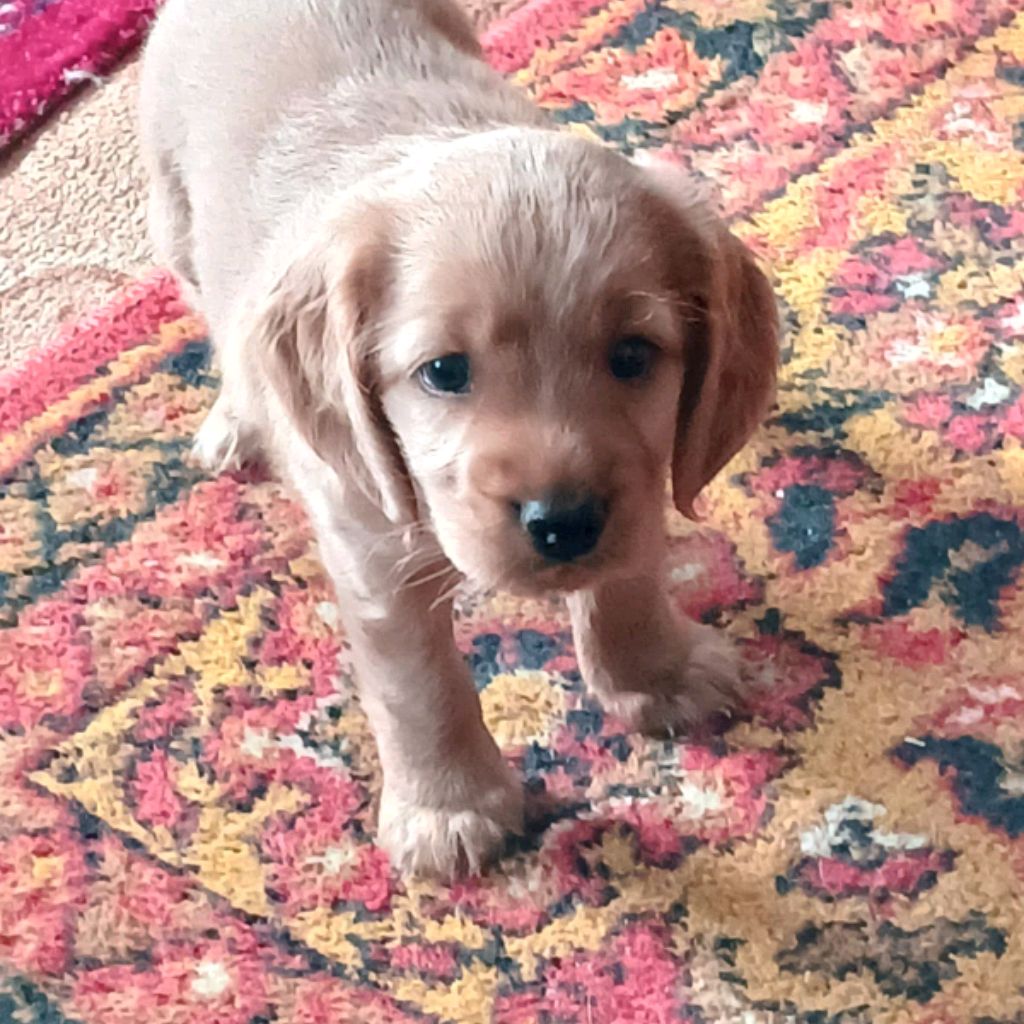 Иконка канала Good Dog