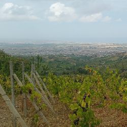 Иконка канала Винодельня Юга России