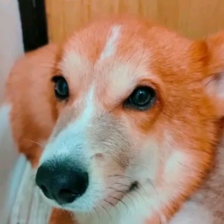 Иконка канала фанат корги коржика коржик 🧡