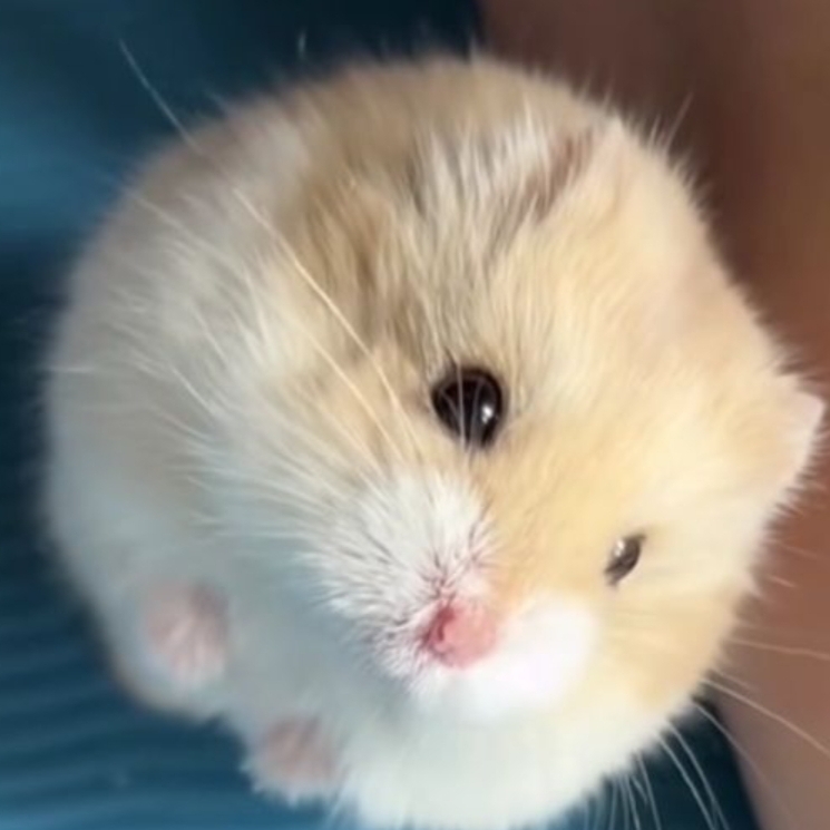 Иконка канала хомяк видеоблогер