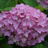 Иконка канала Растим цветы шаг за шагом