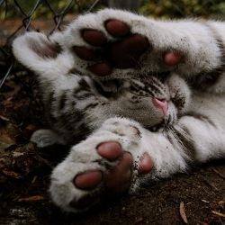 Иконка канала Играю в RSL