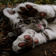 Иконка канала Играю в RSL