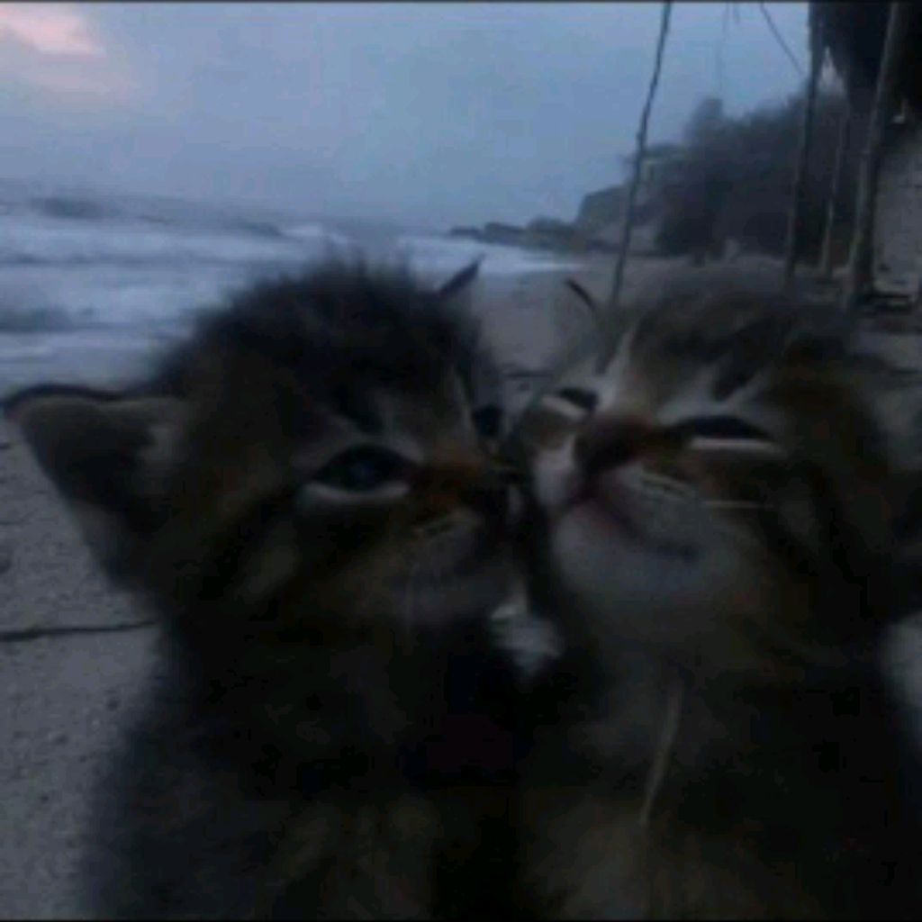 Иконка канала vini