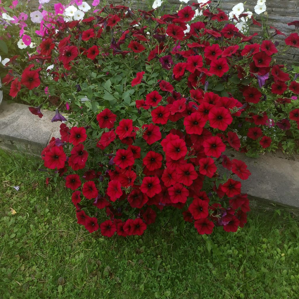 Иконка канала Цветник С Петуниями