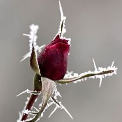 Иконка канала ღ VeroNika ღ