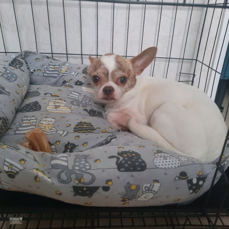 Иконка канала Jack dog