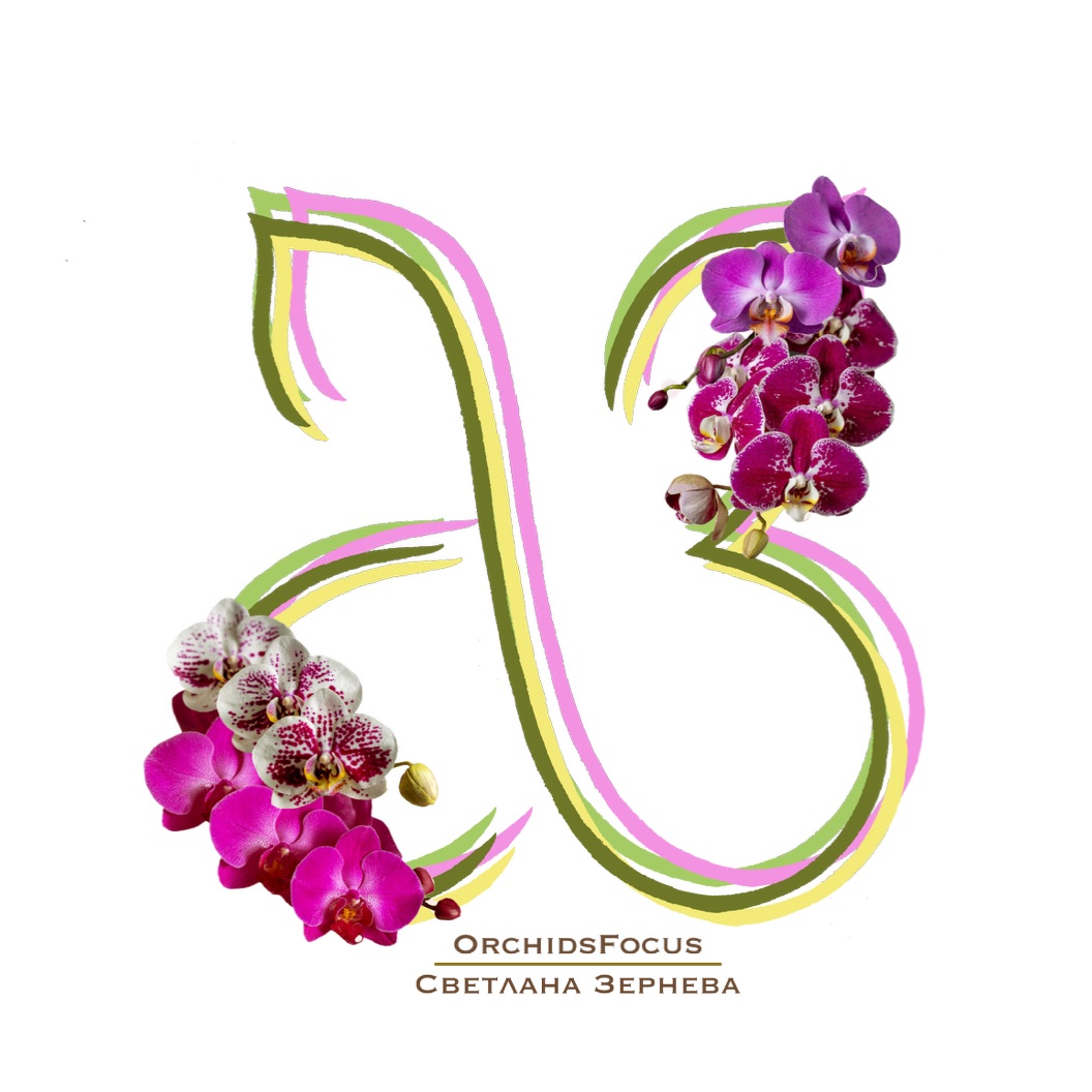 Иконка канала Орхидеи в фокусе