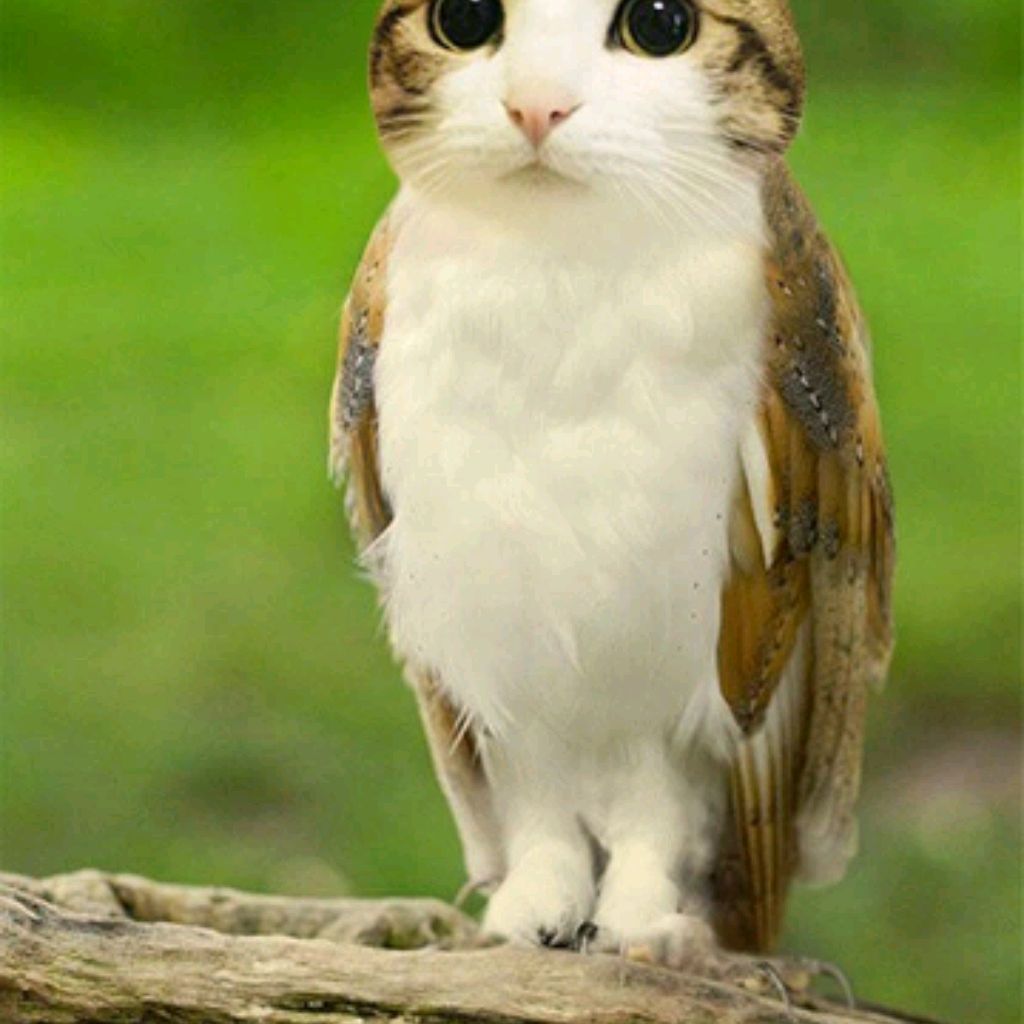 Иконка канала Meowl