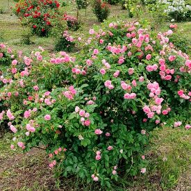 Иконка канала Брянск