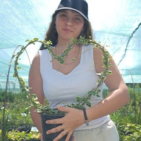 Иконка канала Питомник ,,Дриада,,