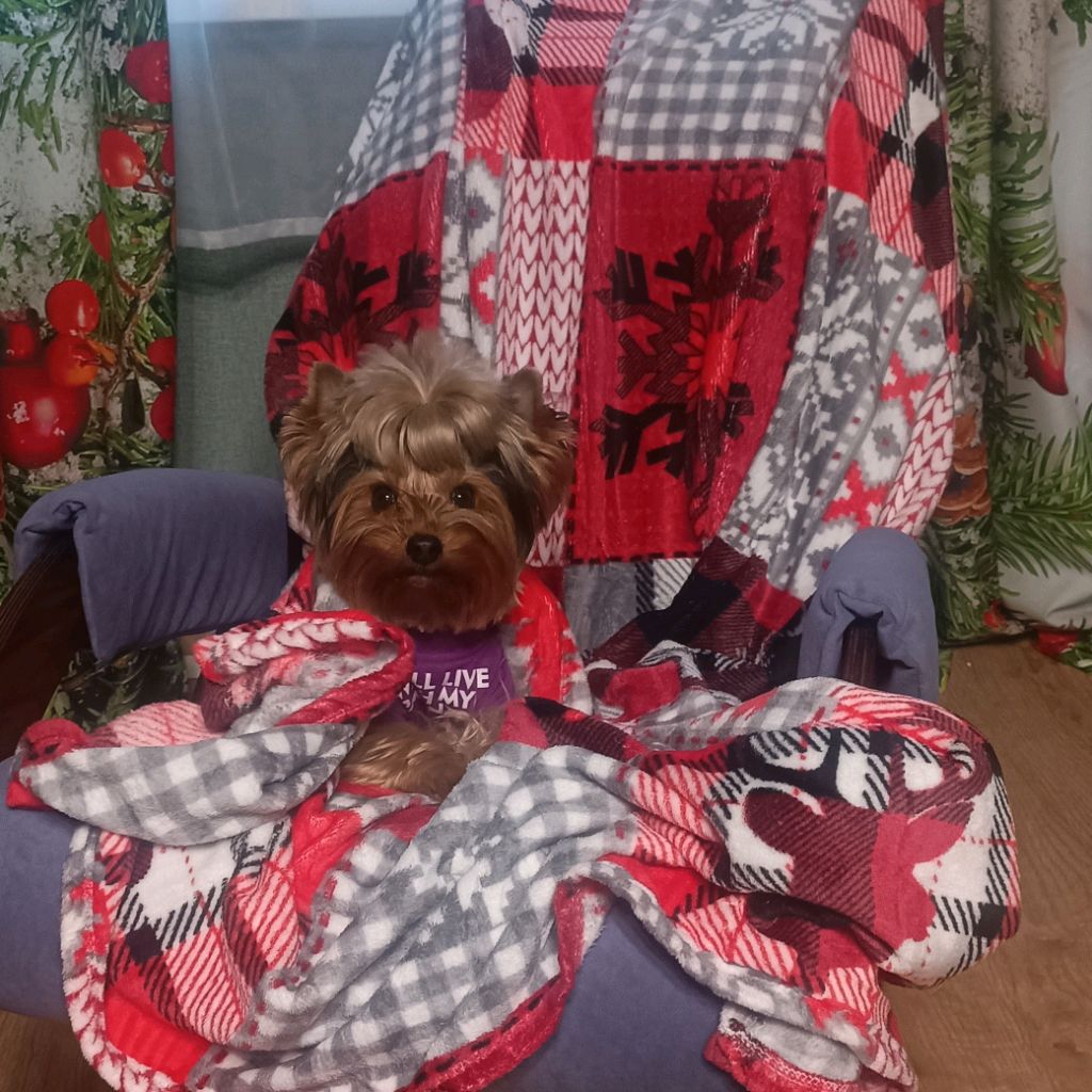 Иконка канала Семья Новгородцев