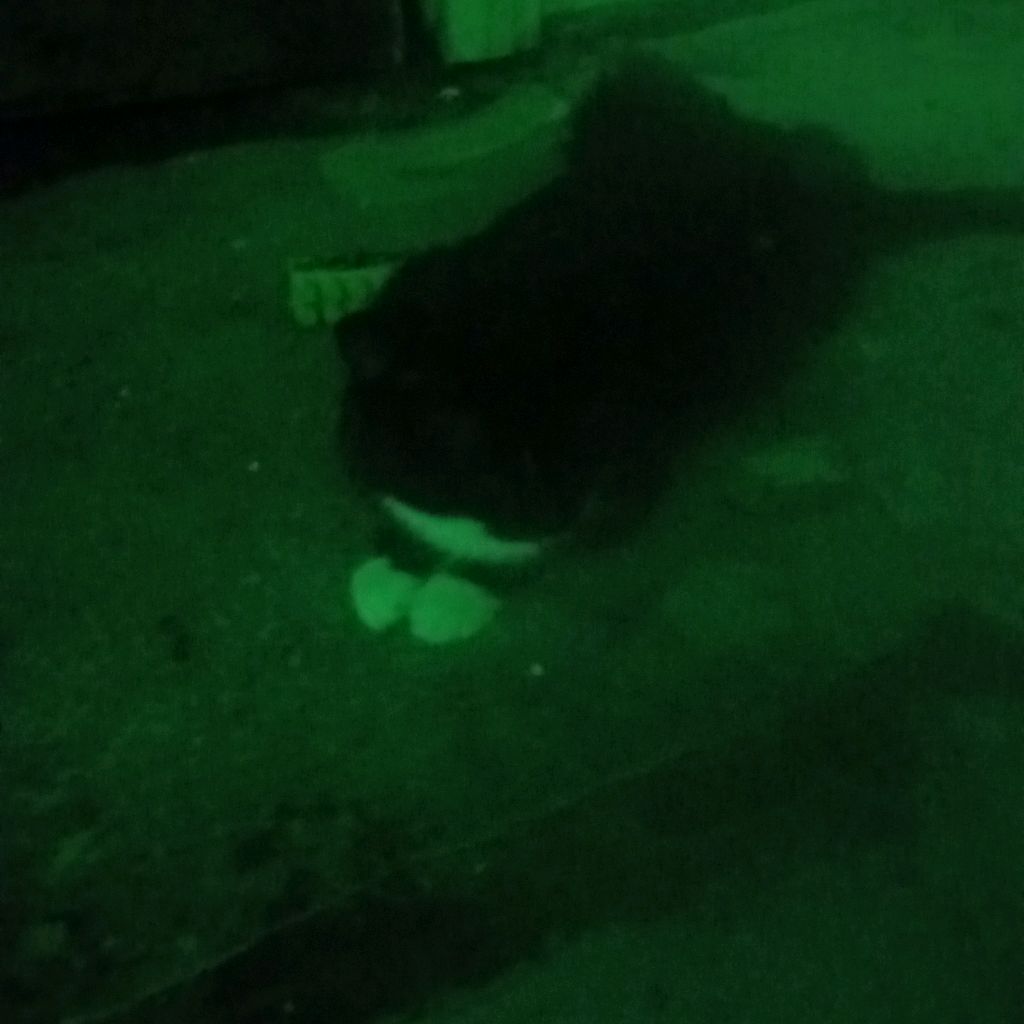 Иконка канала Барсик