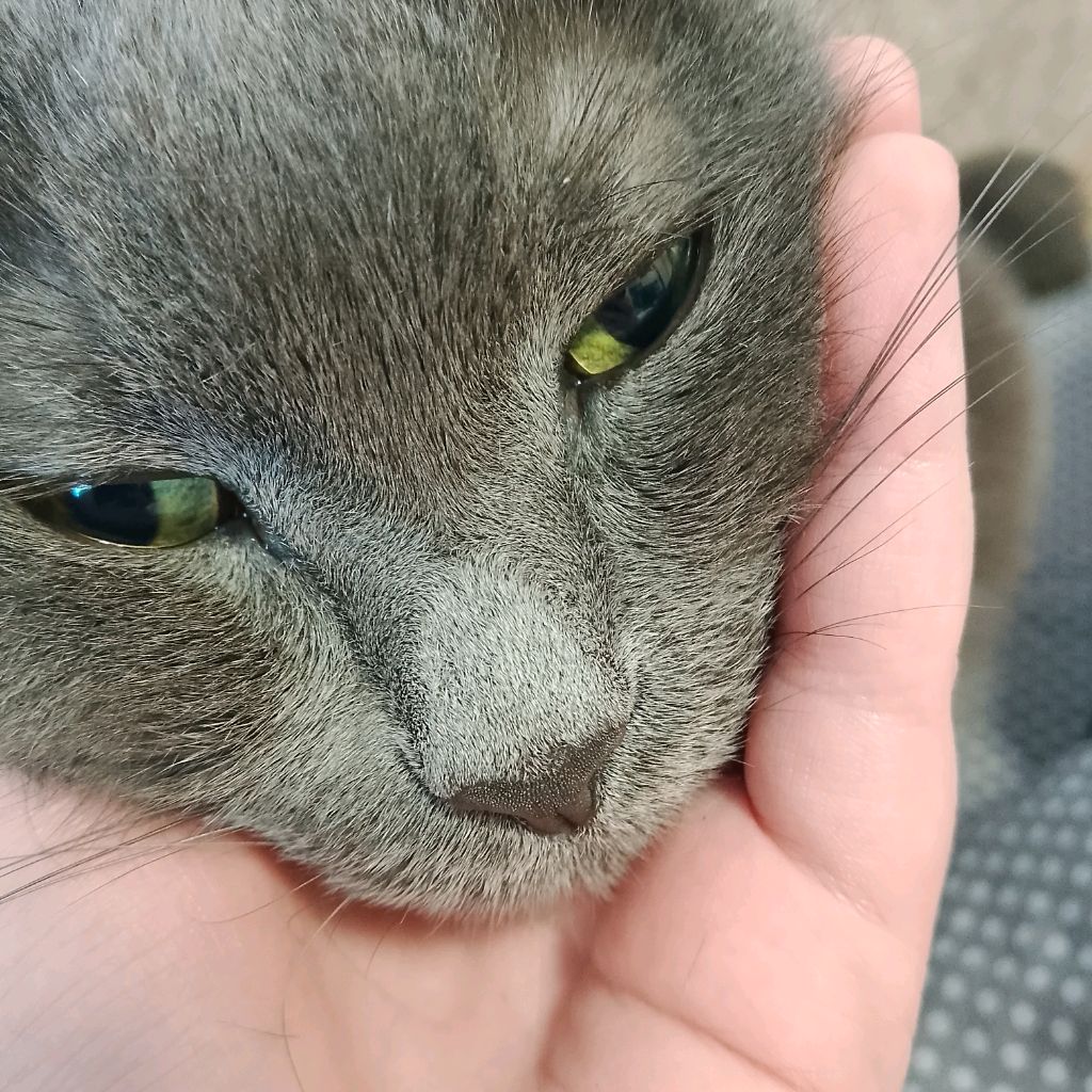 Иконка канала Тутка Котик