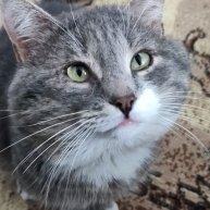 Иконка канала Кот Барси.