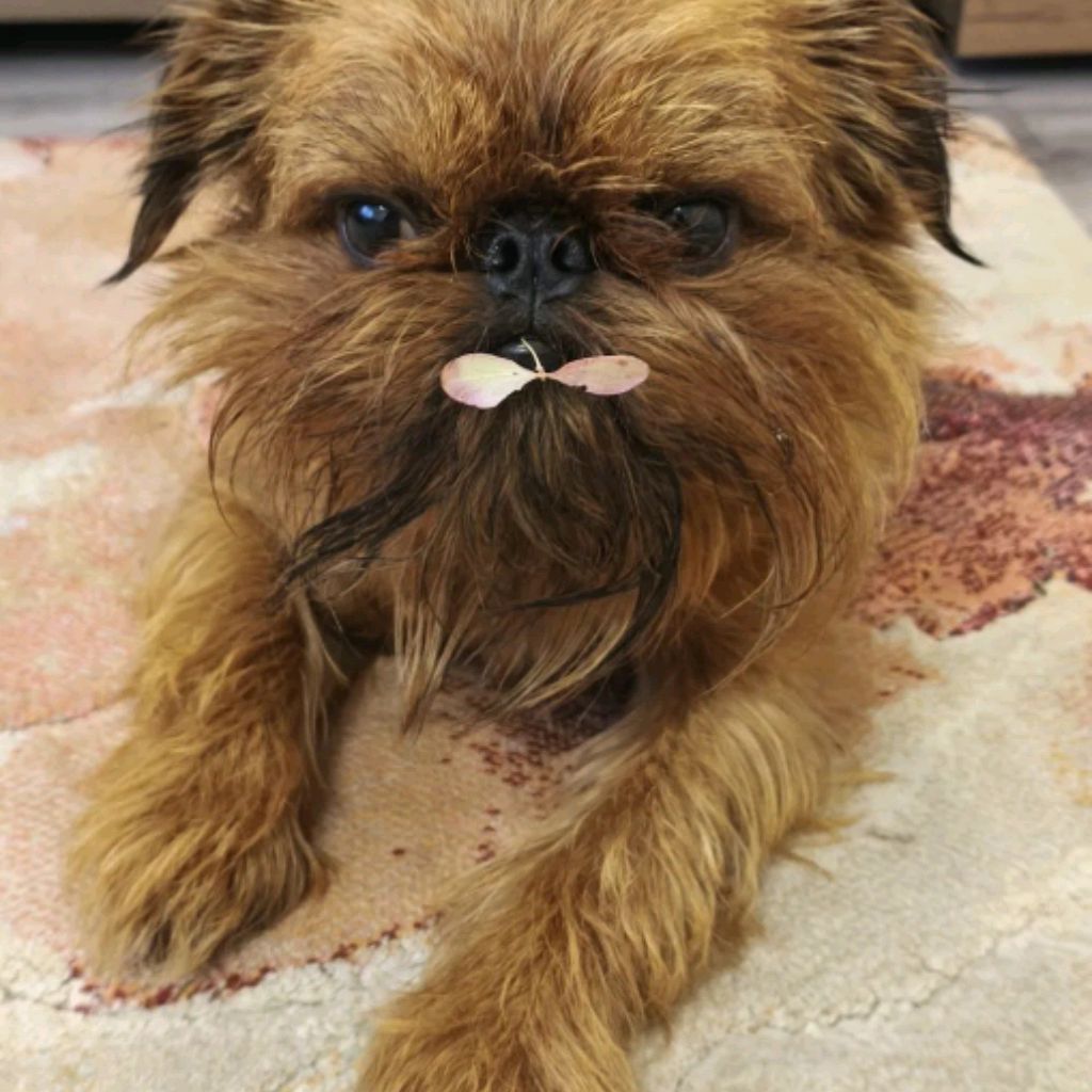 Иконка канала Гриффон