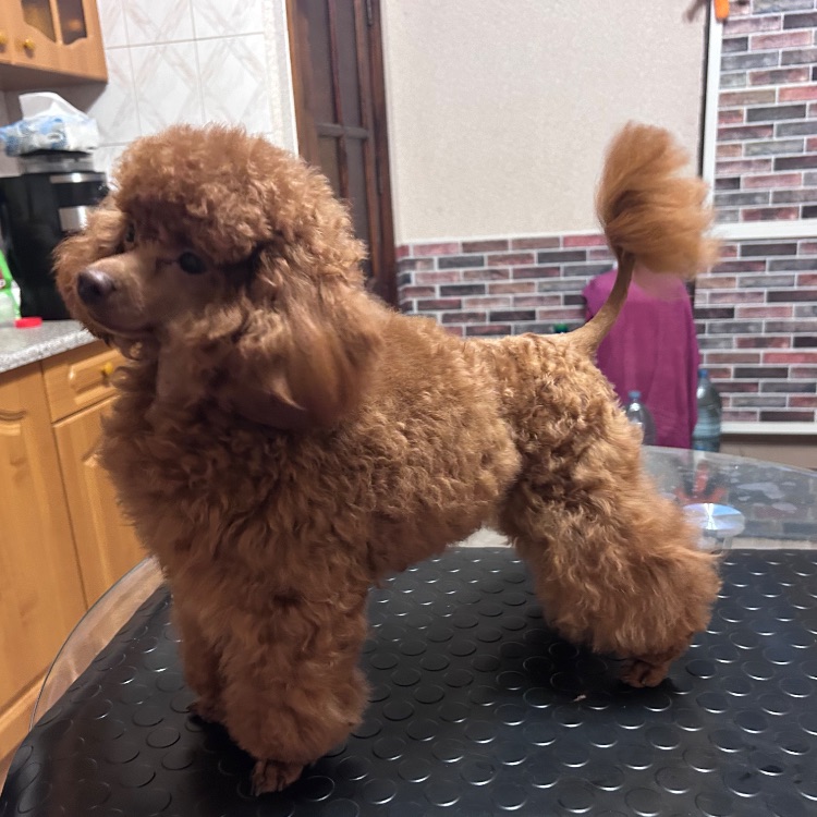 Иконка канала Той пудель ред Браун Элвис