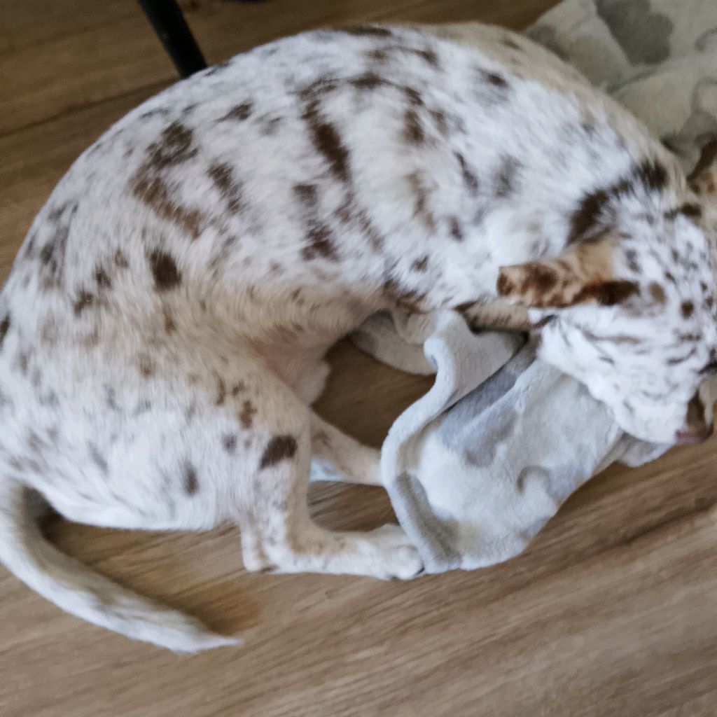 Иконка канала Алина Файзуллина И Собаки 💗