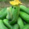 Иконка канала 🥒АГУРЧИК🥒✅️