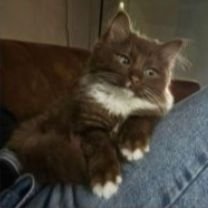 Иконка канала 🪽`hight monster`🪽