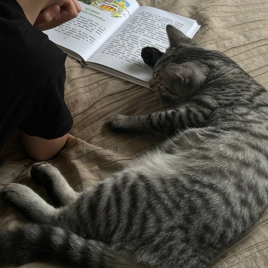 Иконка канала Кот  Нелик