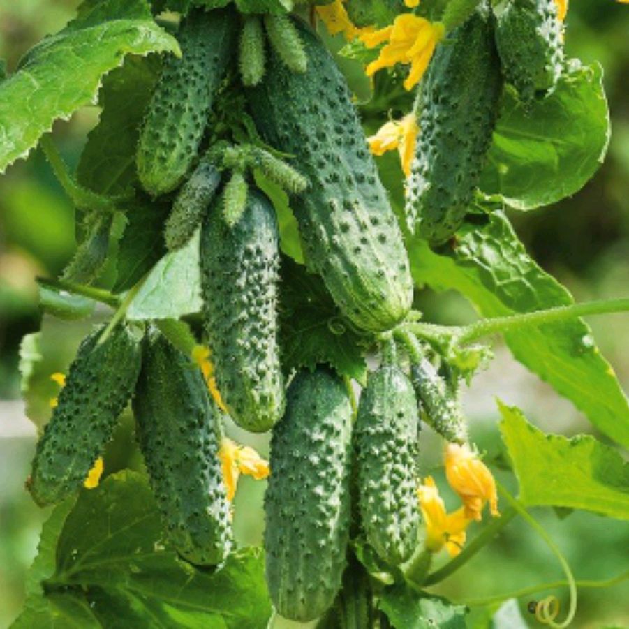 Иконка канала Земельное Хобzяйство