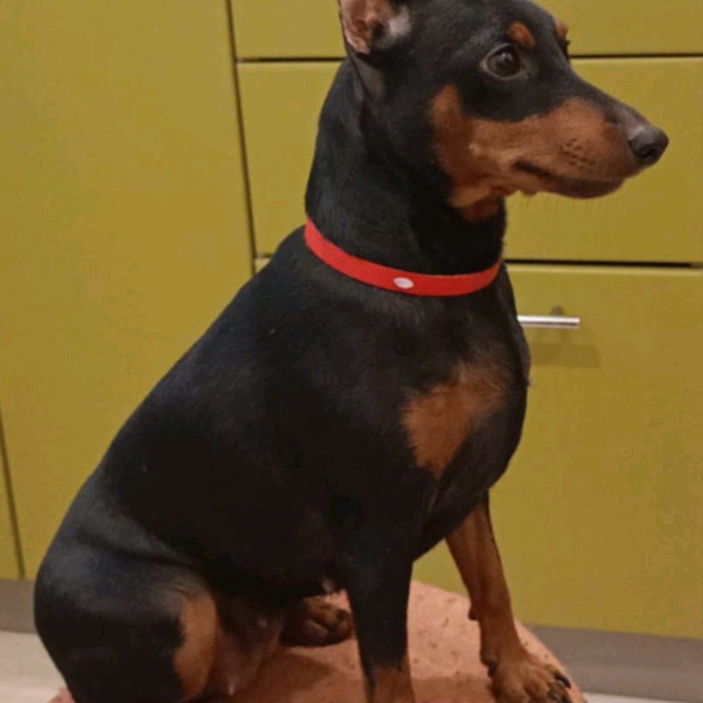 Иконка канала channel74353790 Любимка