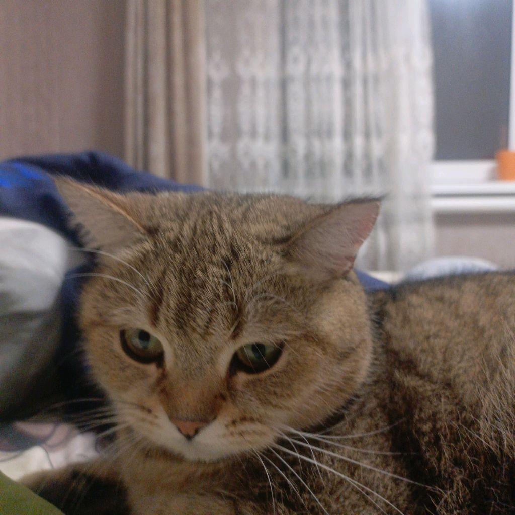 Иконка канала Котик