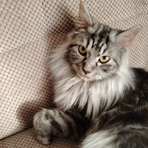 Иконка канала Фан канала котики