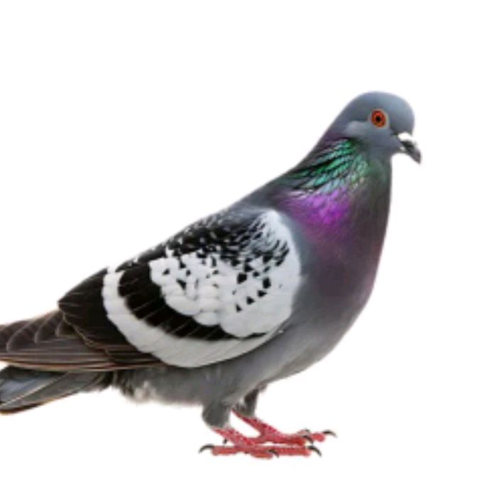 Иконка канала Стас Голубь