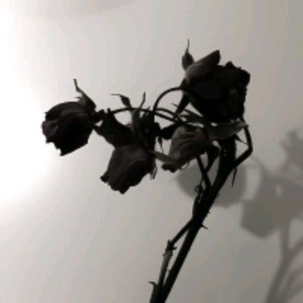 Иконка канала Dark Rose