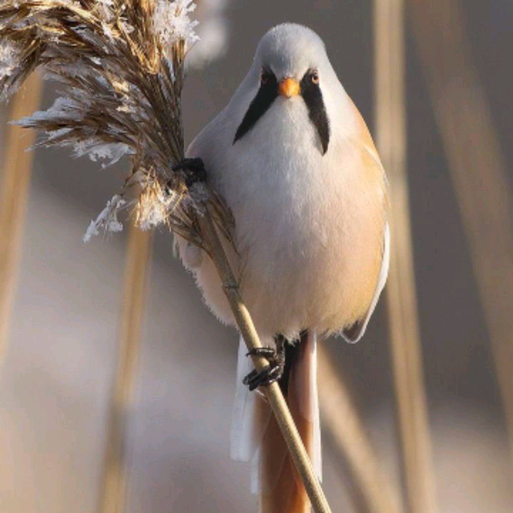 Иконка канала Усатая Синица