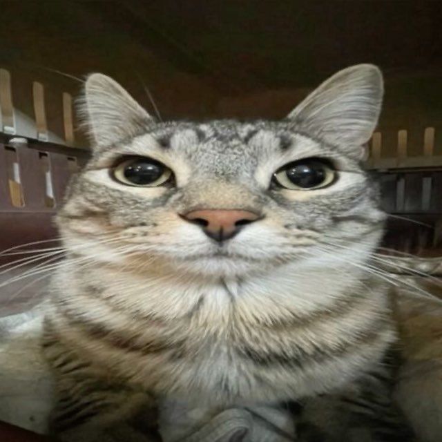 Иконка канала fefpeek