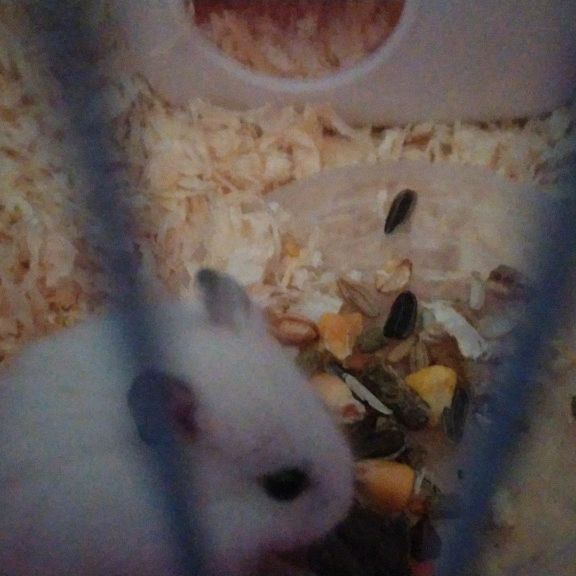 Иконка канала Фрося Хомяк