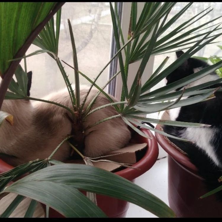 Иконка канала Oksana. Рукоделие и растения