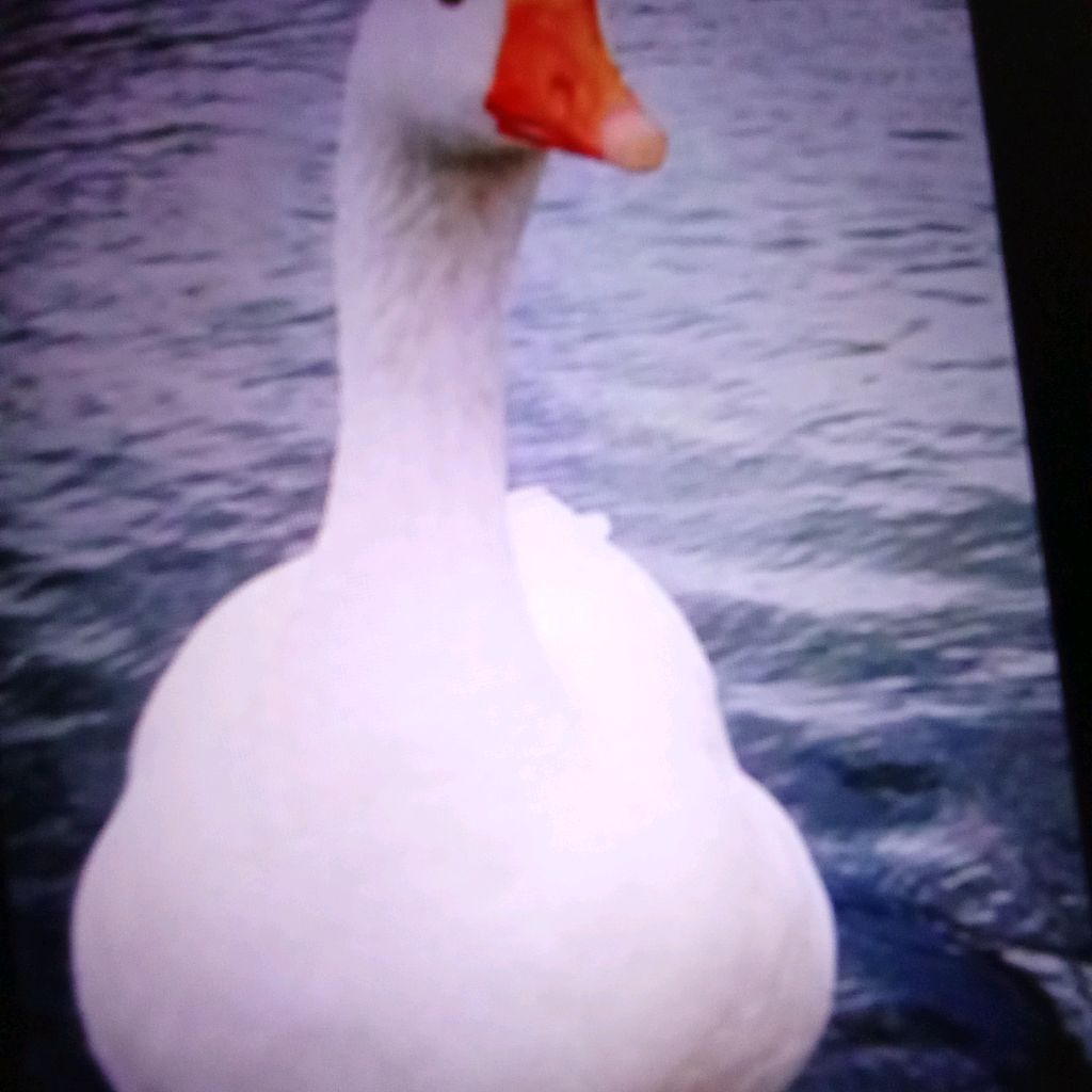 Иконка канала Гусята