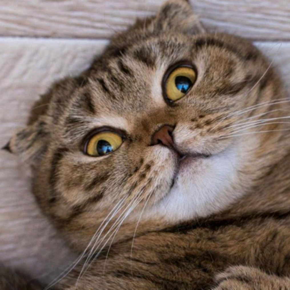 Иконка канала Аня_💕
　🌸∴｡　*
　 ✨･ﾟ*｡🌸･
 　💖 ･ 🌸 ✨
　　　　 °*.* 💖