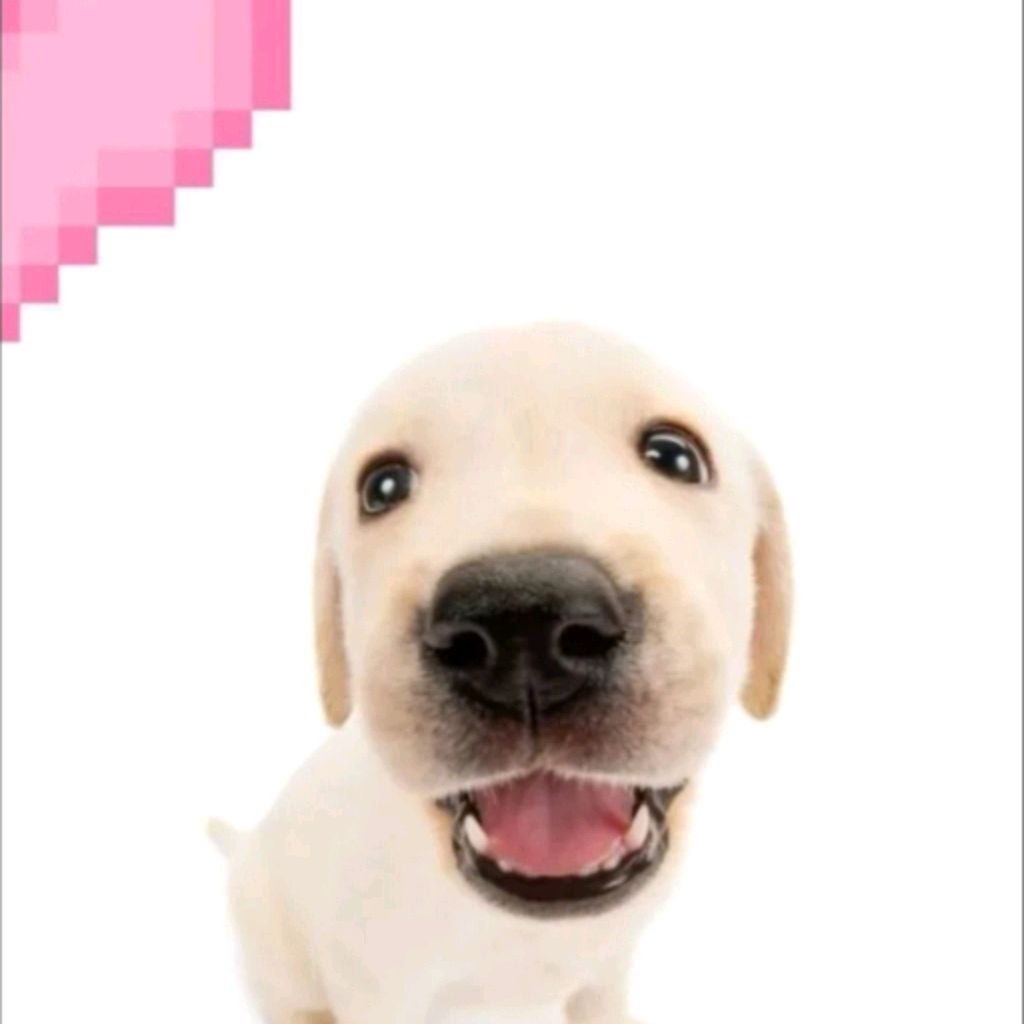 Иконка канала Собачка Поставь Лайк