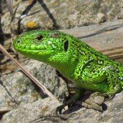 Иконка канала Мой мир карелии