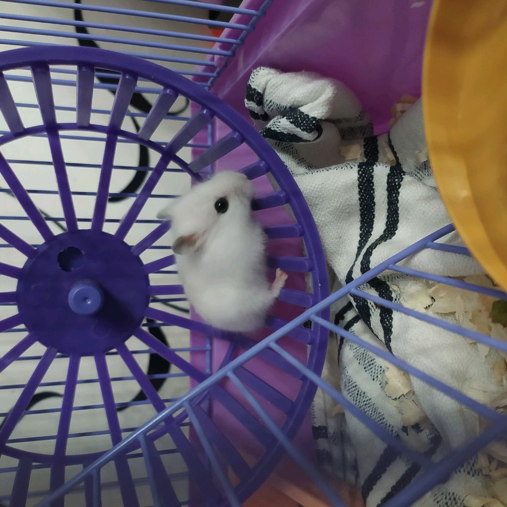 Иконка канала Фрося Хомяк