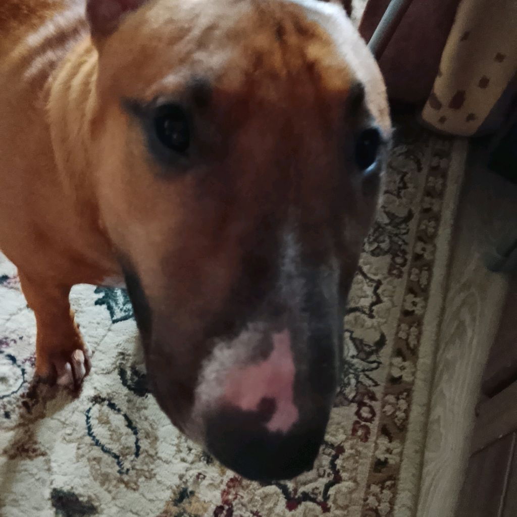 Иконка канала Feron