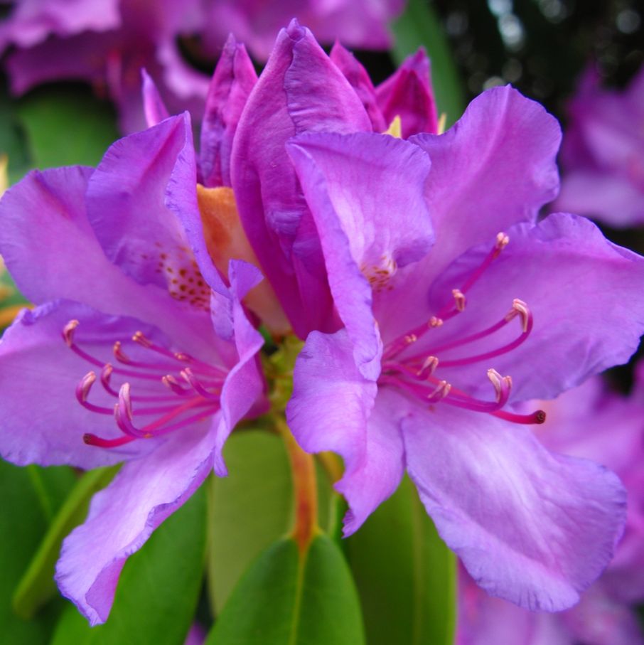 Иконка канала ЛИРИКА для ДУШИ