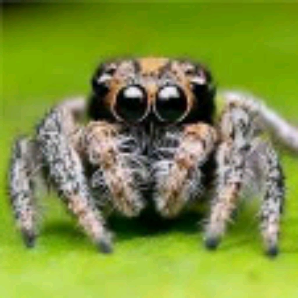 Иконка канала Паучок