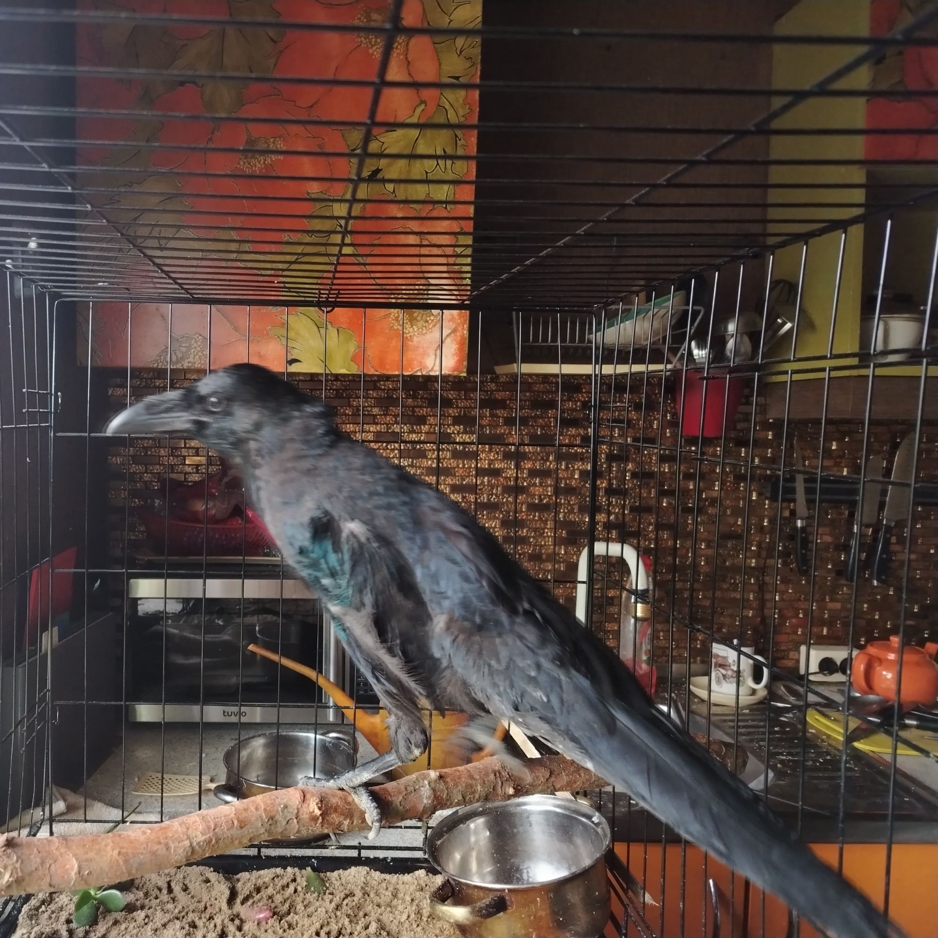 Иконка канала voron-grisha